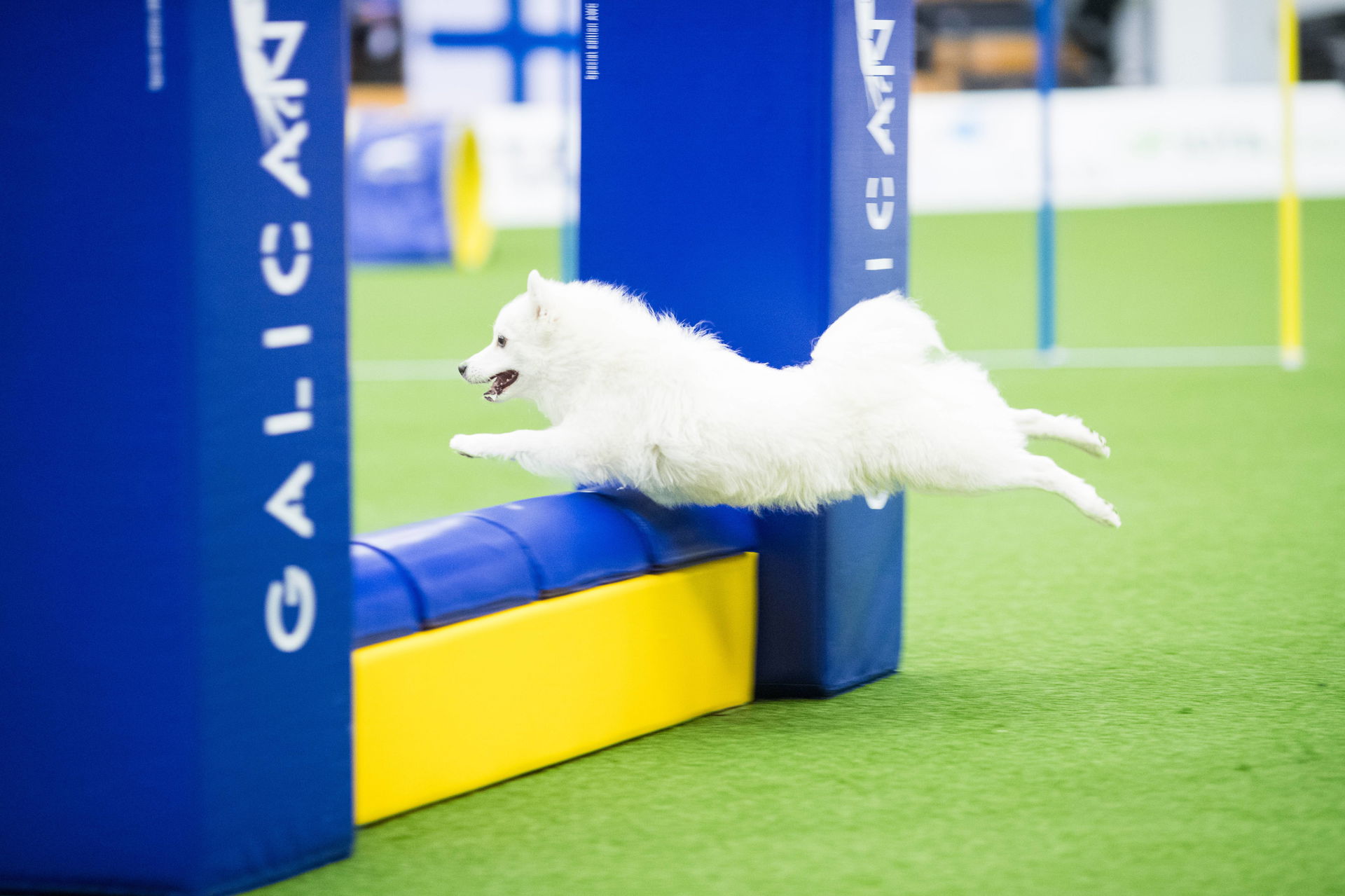 AWC 2025 - Day 4 - Ind Jumping Large