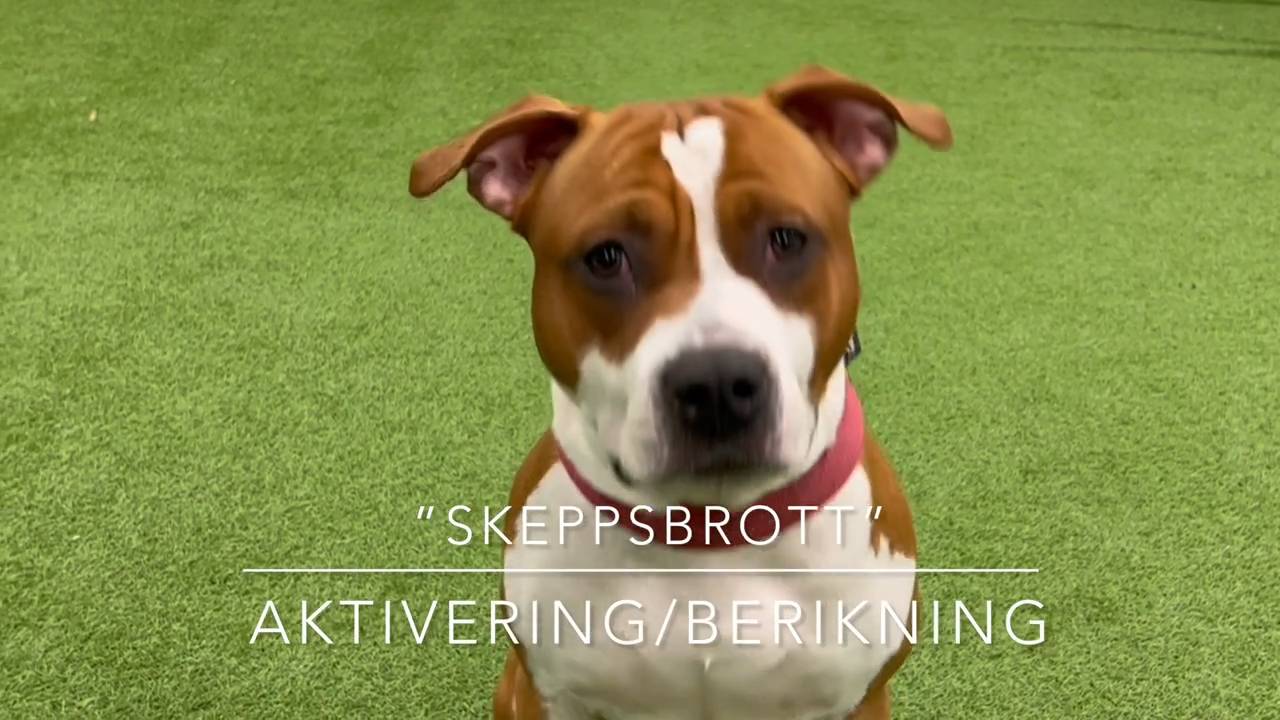 Skeppsbrott